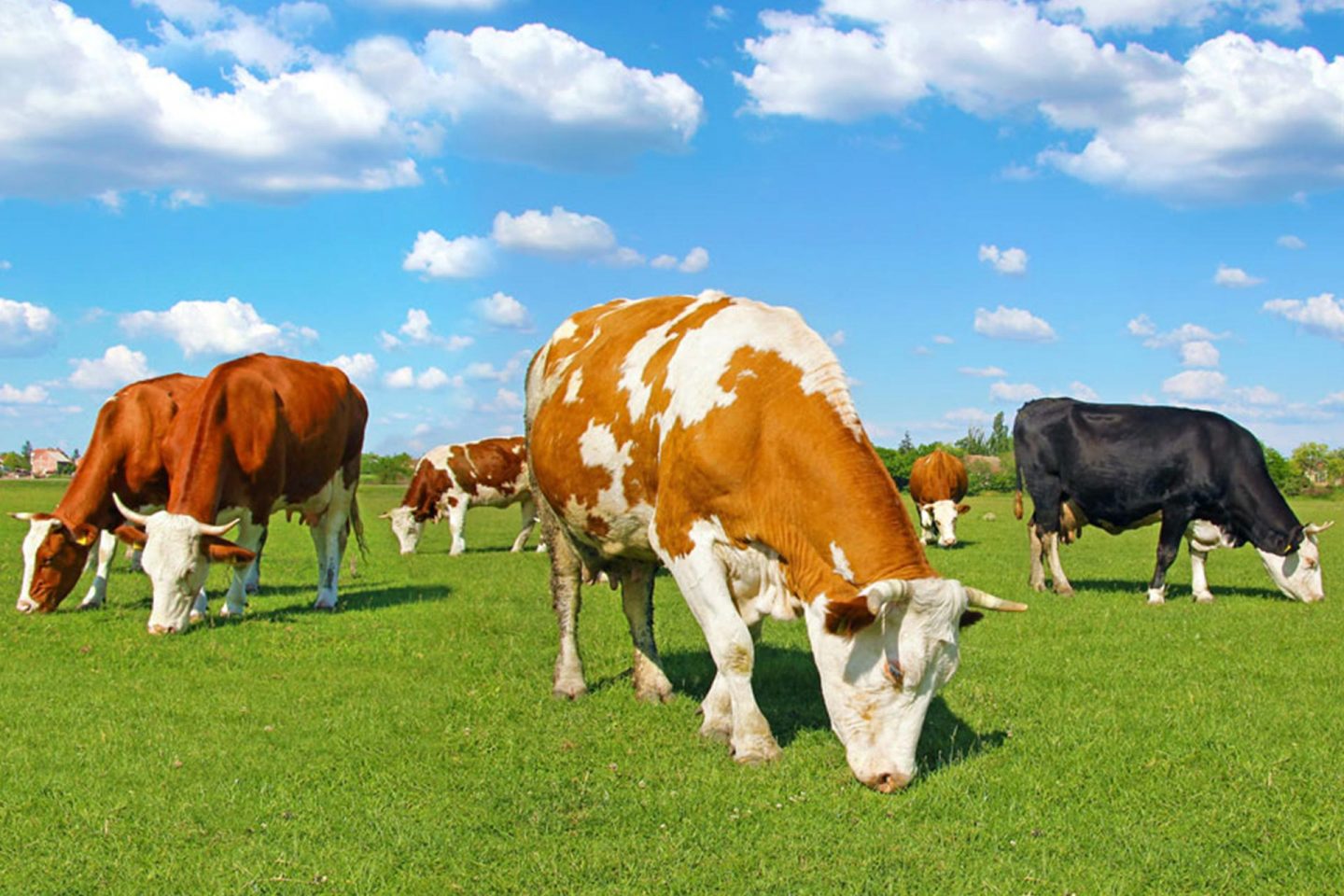 Brightmark breaks ground on three RNG projects in Michigan ...